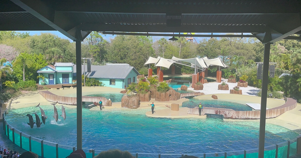 Dolphin Adventures @ SeaWorld Orlando | Open Coaster
